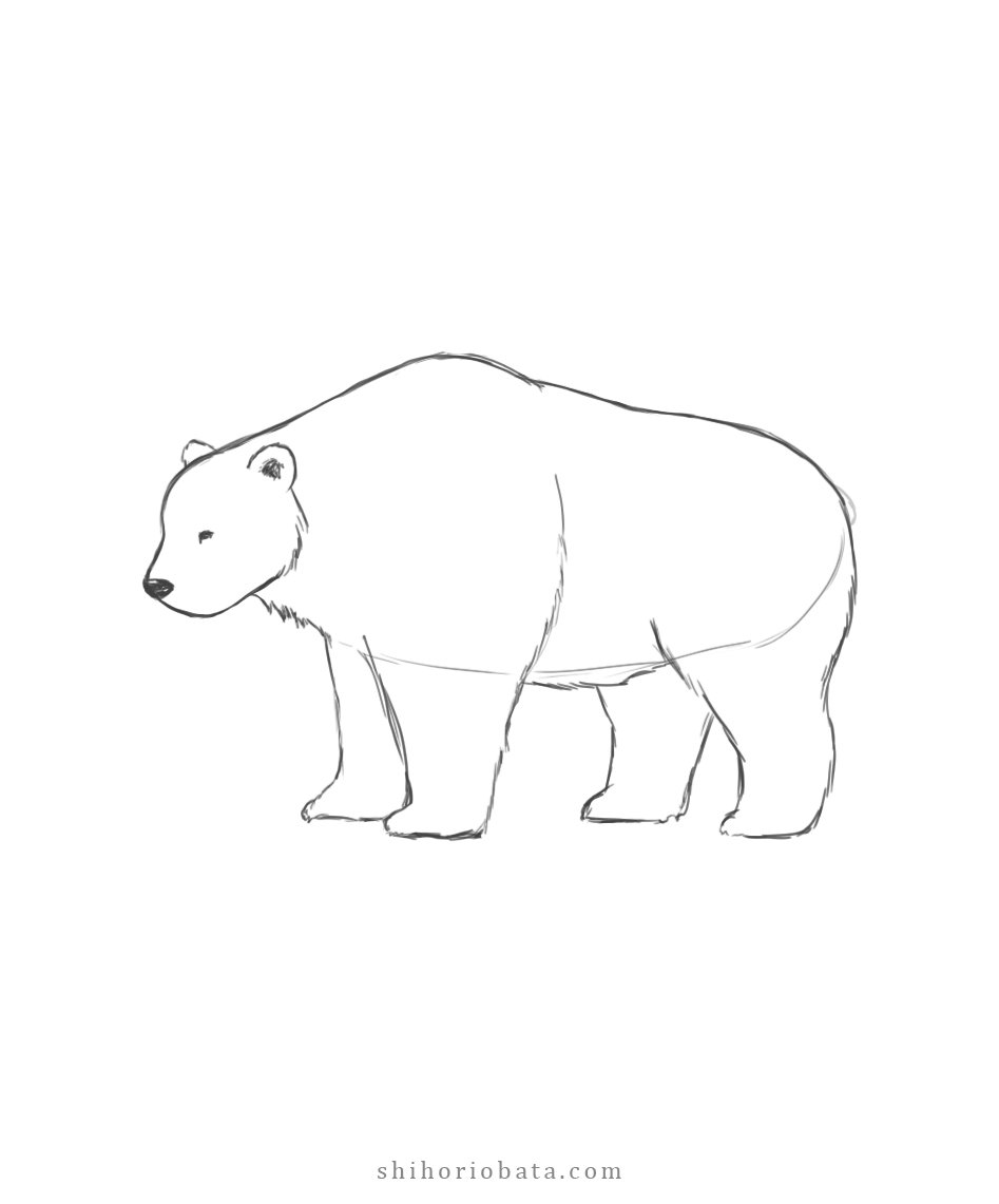 How to Draw a Bear: An Easy Step by Step Tutorial