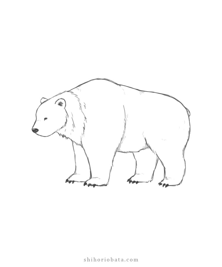 How to Draw a Bear: An Easy Step by Step Tutorial