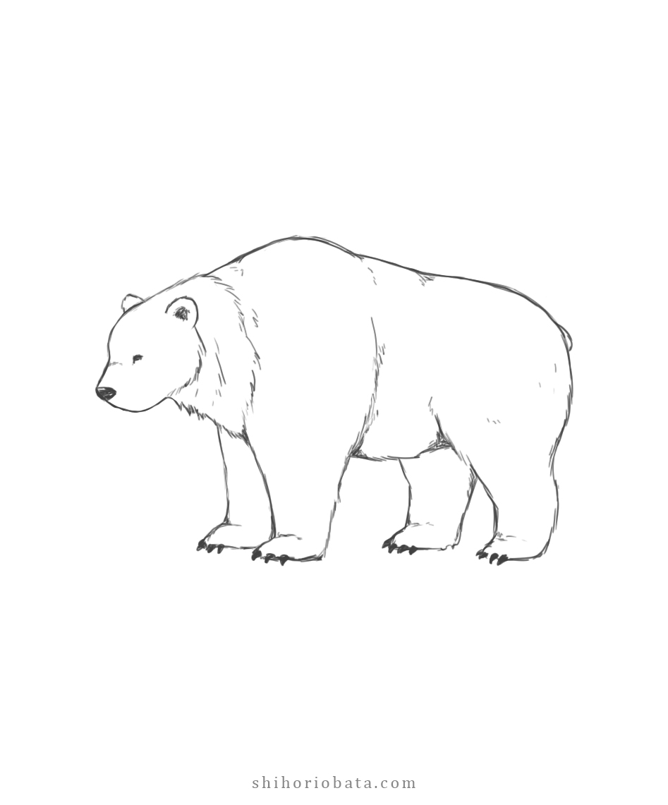 How to Draw a Bear: An Easy Step by Step Tutorial